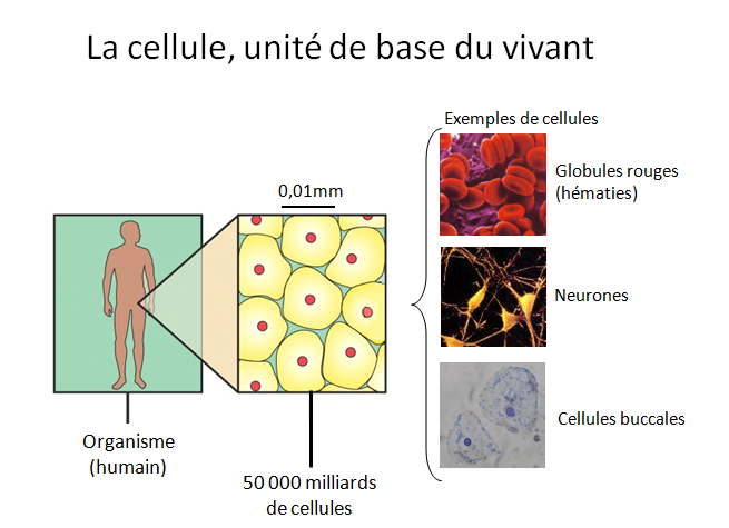 Cellule - Fondation Arthritis